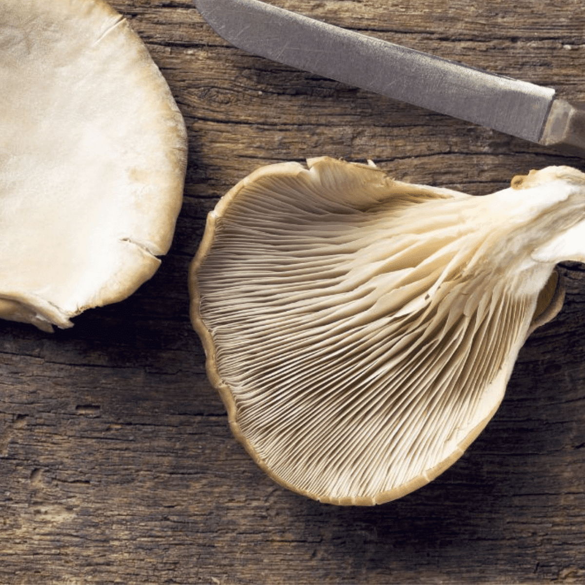 Ázijské huby: spoznajte účinky 6 najznámejších | GSKlub.sk