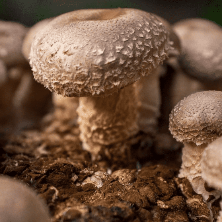 Ázijské huby: spoznajte účinky 6 najznámejších | GSKlub.sk